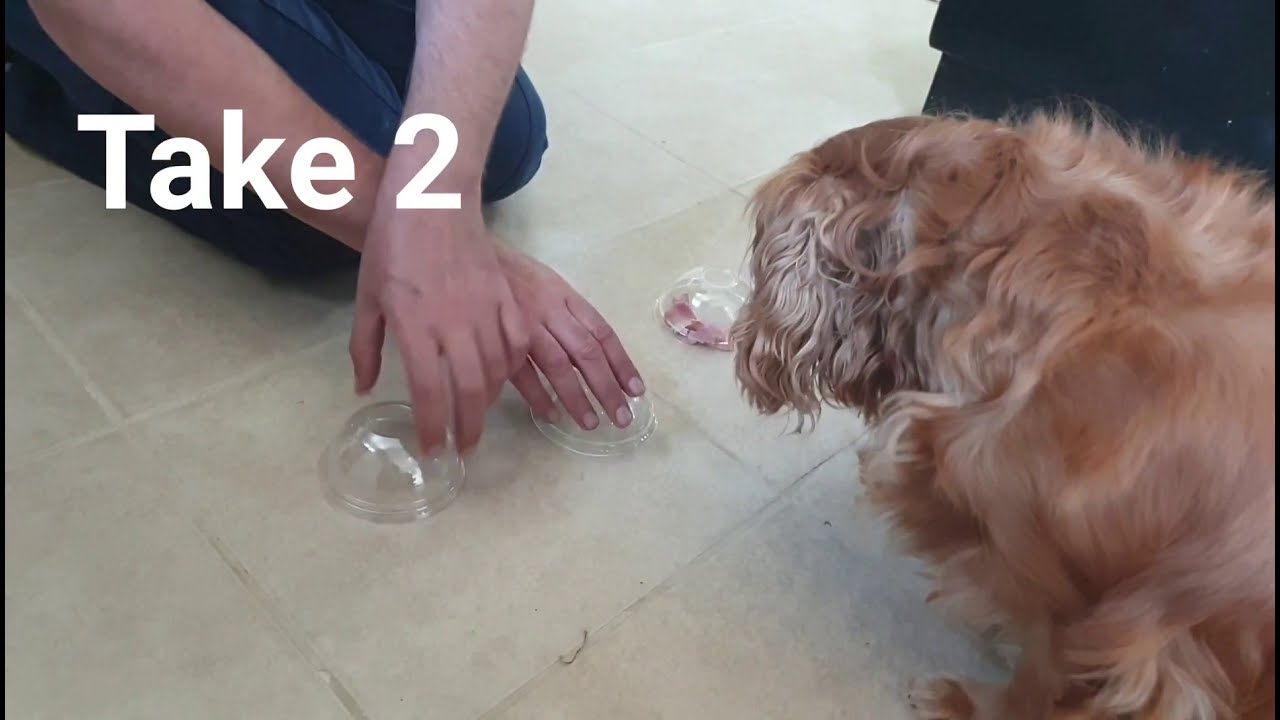 cute dog learning dog trick - YouTube