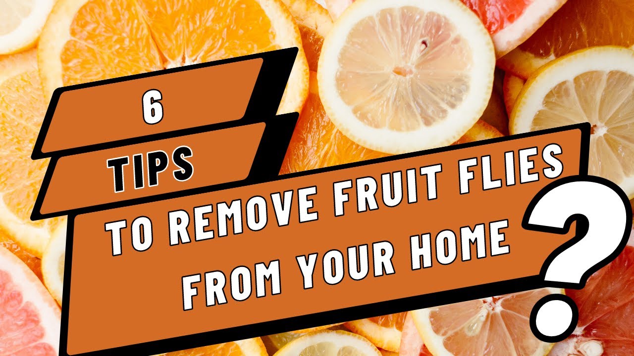 6 Tips To Remove Fruit Flies From Your Home YouTube 6-tips-to-remove-fruit-flies-from-your-home-youtube