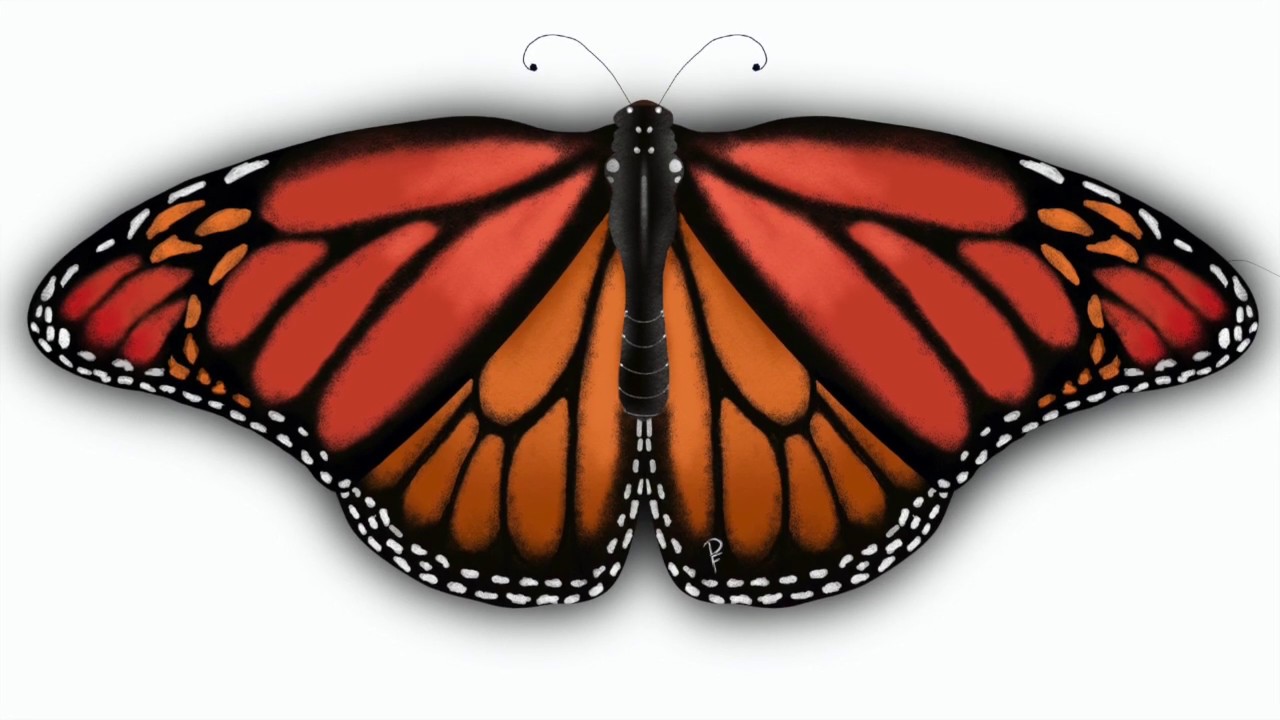 #63 Monarch Butterfly | Digital Illustration - YouTube