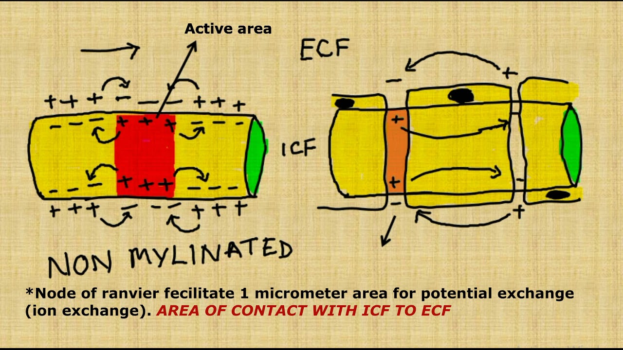 Saltatory conduction of neurons/ types of nervous conduction - YouTube