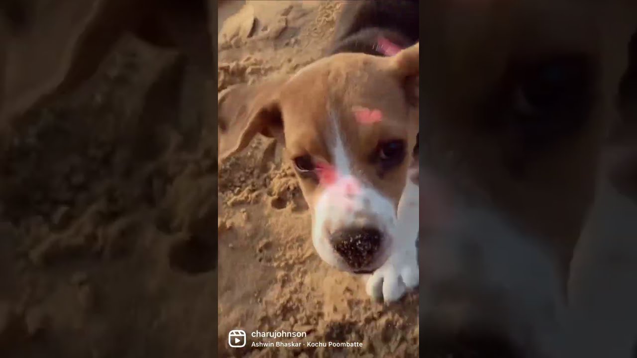 Groot 😘😍| I'm Groot The Beagle | #shorts | #reels | #groot | #beagle ...