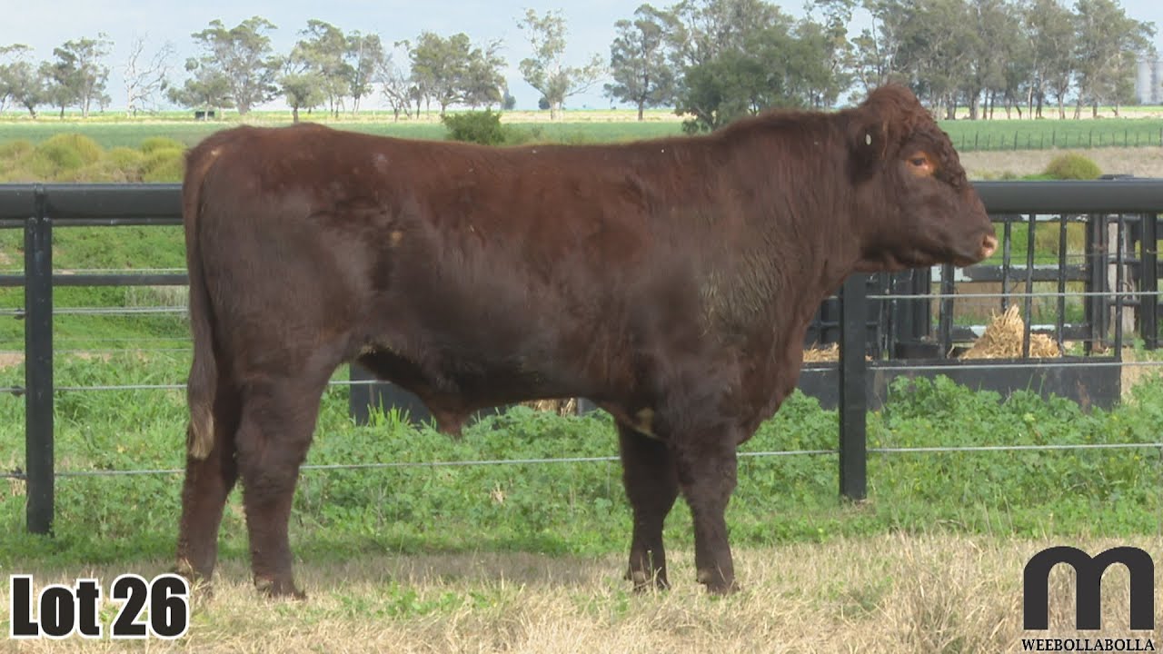Lot 26 Weebollabolla Redman R52 - YouTube