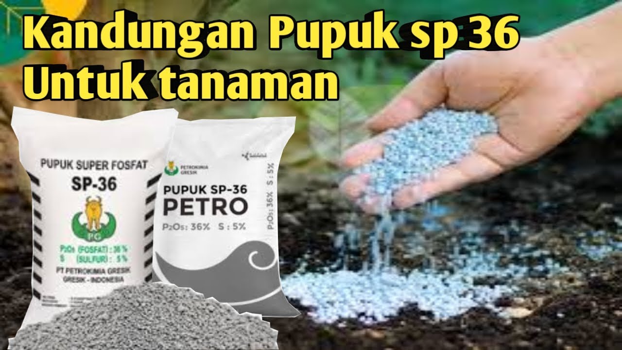 Kandungan Pupuk sp 36 - YouTube