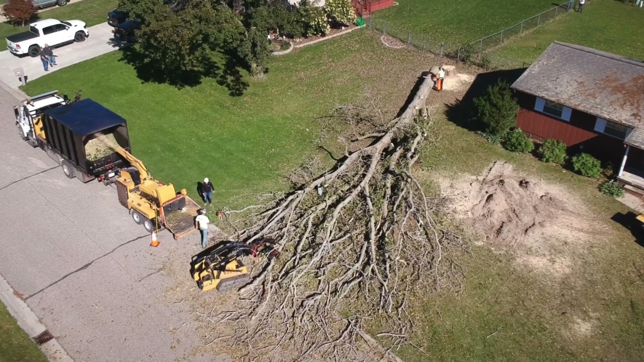 The Tree Guy - quick movie edit - YouTube