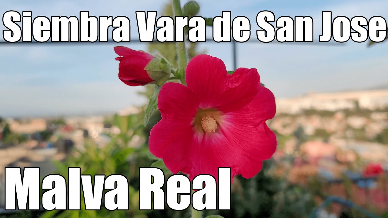Como sembrar Vara de san Jose o Malva Real || Cultiva flores || Cultiva ...