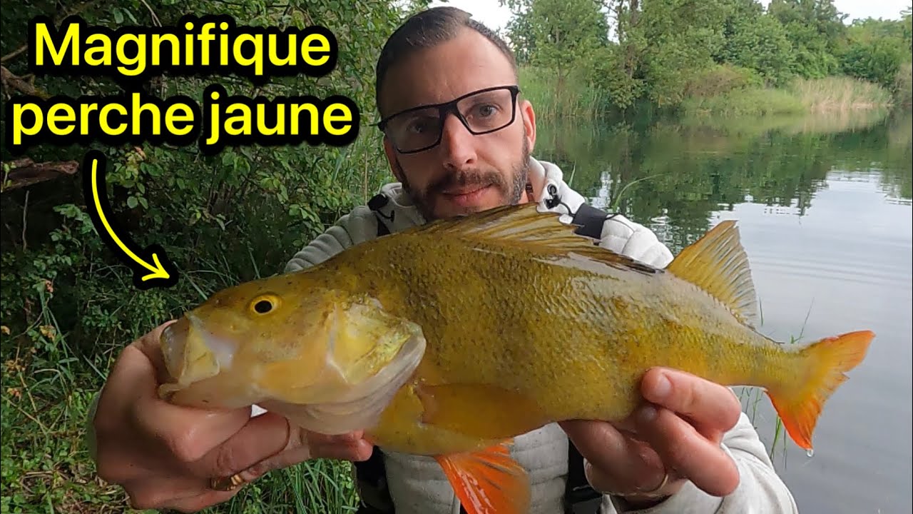 Je pêche une magnifique perche jaune - YouTube