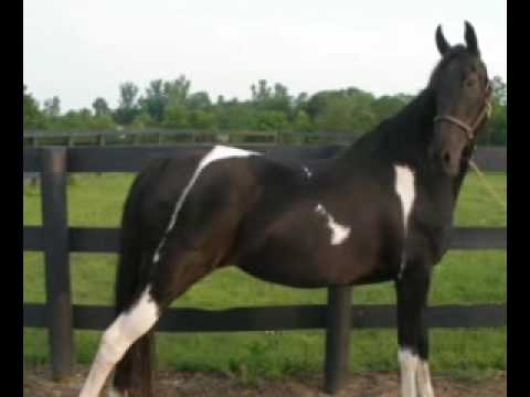 Black & White Pinto American Saddlebred Mare Offered for Sale - YouTube