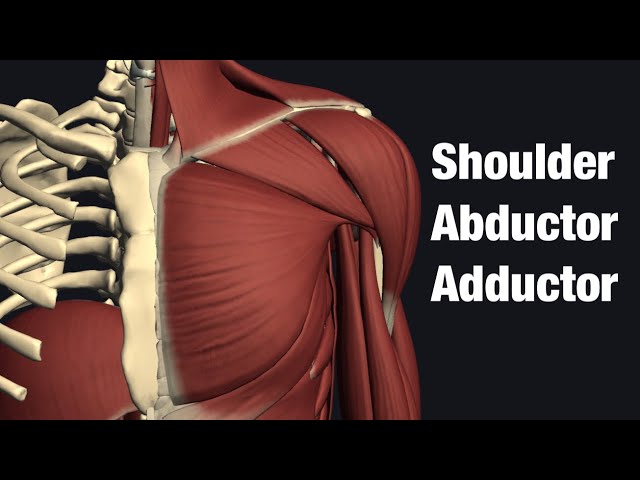 Shoulder Adduction Muscles