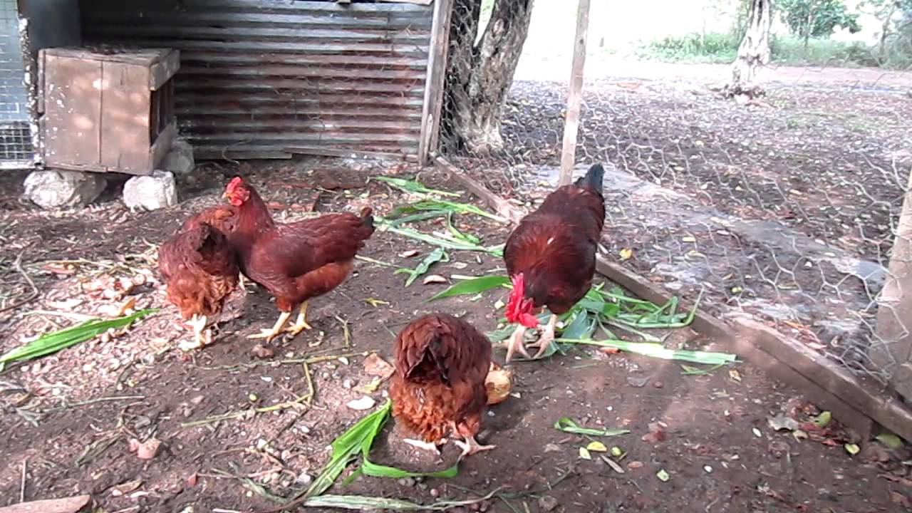 Rhode Island Red Turkey 3 - YouTube