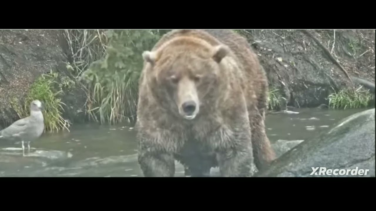 October 09.2021 Master Zen Otis. @explore.org - YouTube