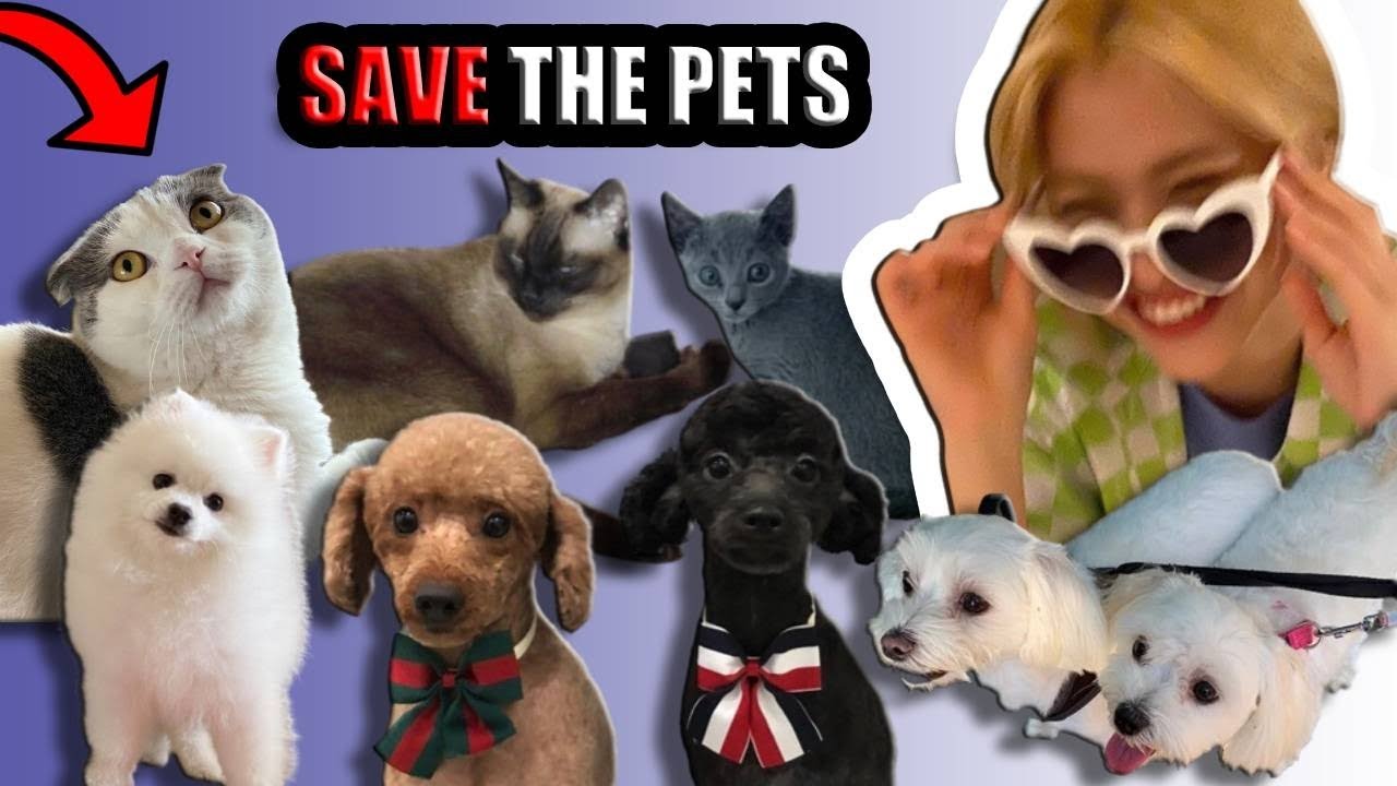 not even itzy's pets are safe from their chaos 😔 - YouTube