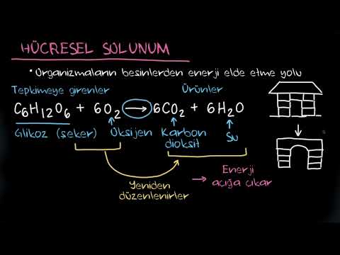 Hücresel Solunum (Fen Bilgisi)