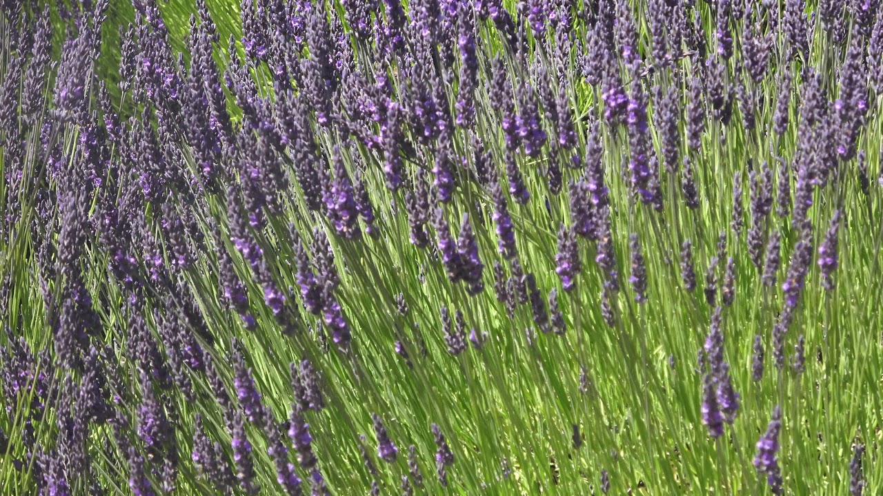 Lavender Farm - A nature's gift in Seattle, Washington - YouTube
