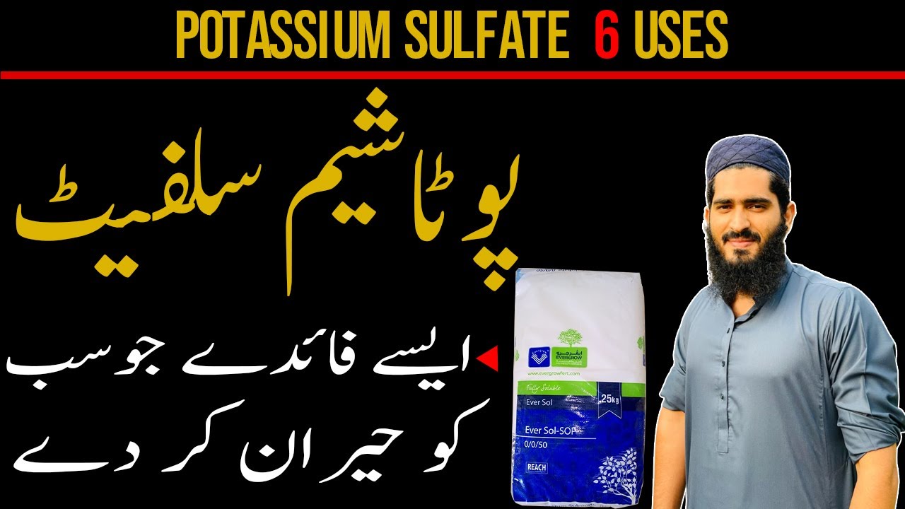6 Uses SOP What Is Potassium Sulphate Sulphate Of Potash Fertilizer In ...