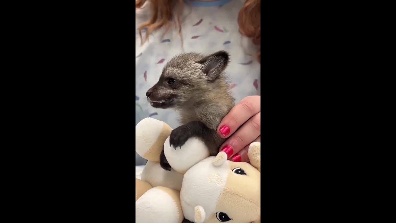 'Ear-resistible' Bat-Eared Fox Kit Gets Bottle-Fed at Cincinnati Zoo ...