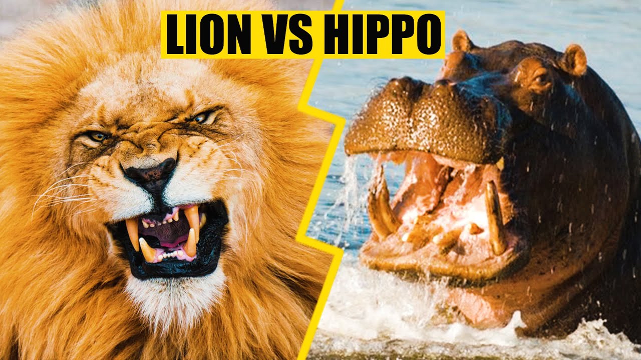 LION VS HIPPO - Who Will Win the Fight? - YouTube