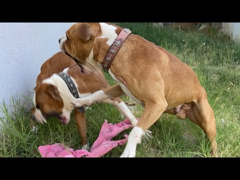 KÖPEKLERİN SAVAŞI// AMERİKAN STAF THOR VE DAİSY