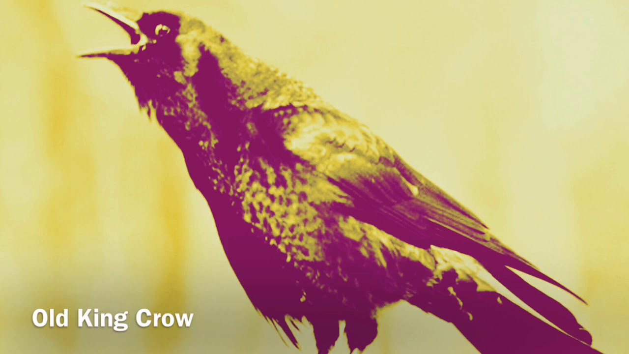 Old King Crow - YouTube