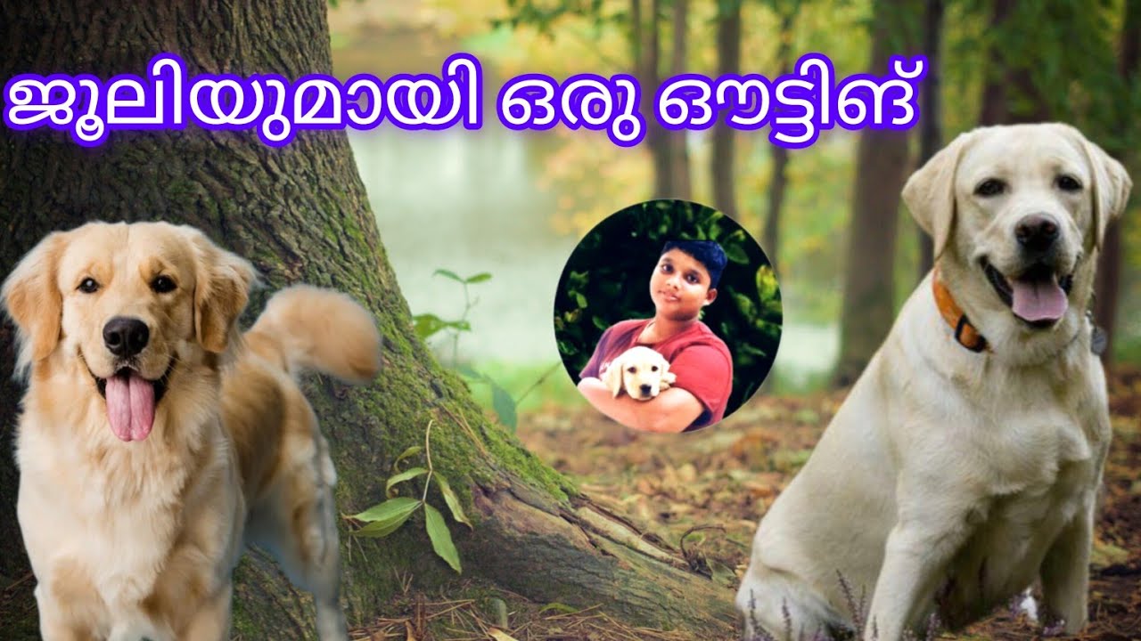 ജൂലിയുമായി ചെറിയ ഒരു കറക്കം 🥰 #melvinpetsandtricks#juli#dog#cage#rescue ...