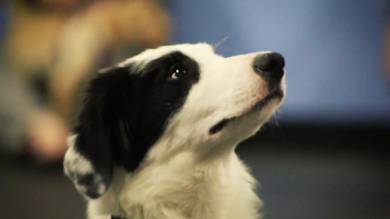 Puppy Preschool at Tails-A-Wagging - YouTube