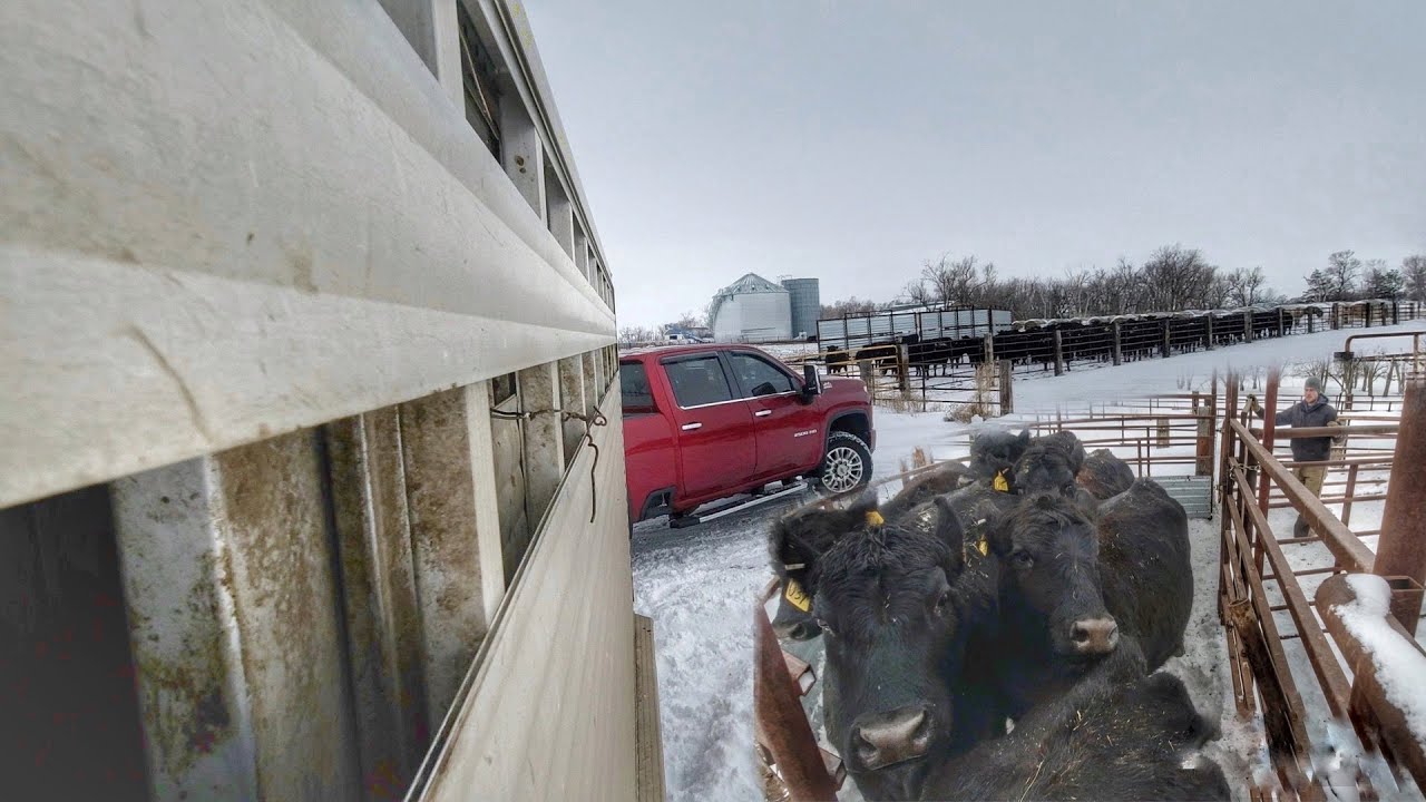 Till the Cows Come Home - YouTube