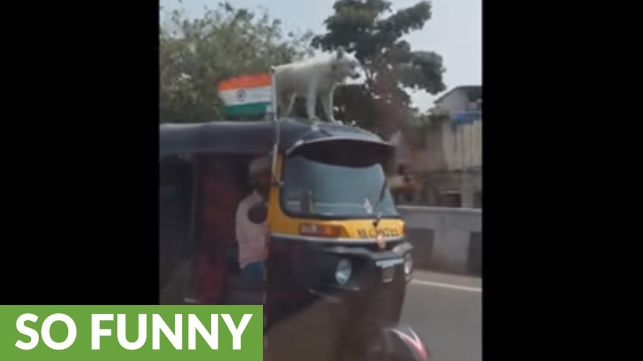 Check out this fearless dog riding on top of an auto rickshaw in India ...