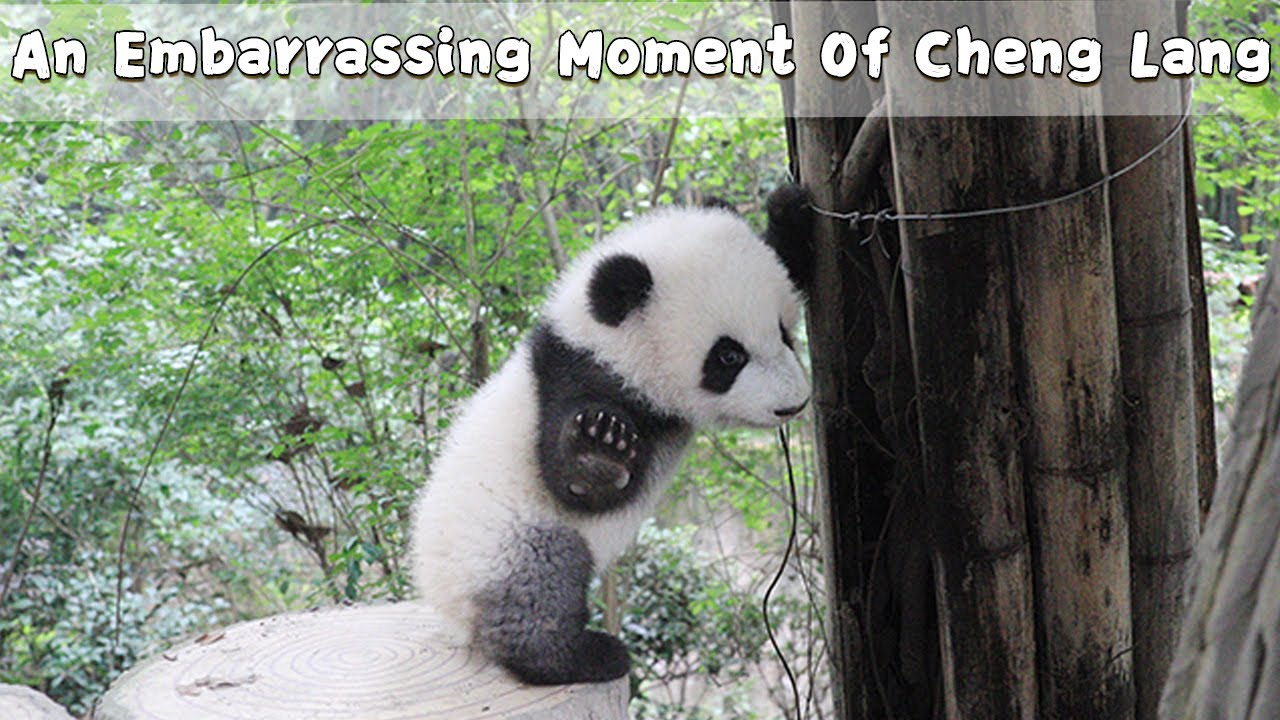 An Embarrassing Moment Of Cheng Lang | iPanda - YouTube
