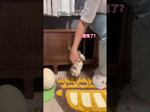 Kittens encounter a mysterious wall. Munchkin dwarf cats' confusing behavior