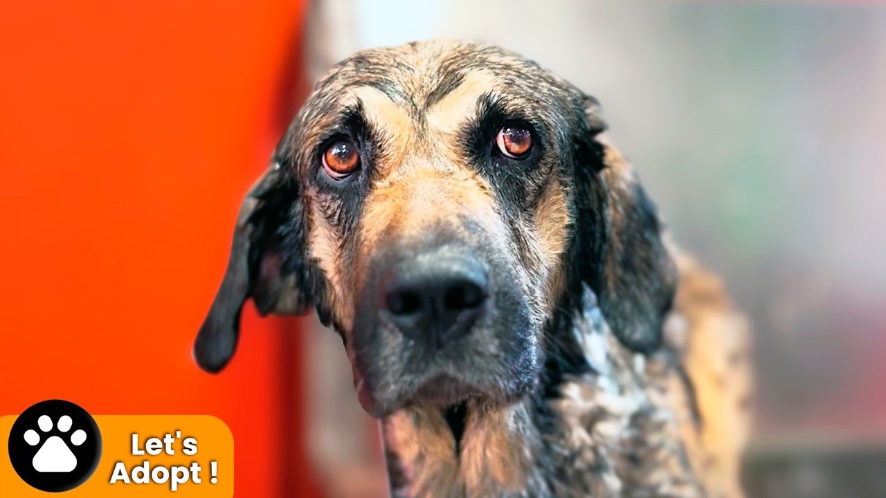Vernachlässigter Hund erfährt zum ersten Mal in ihrem Leben ...