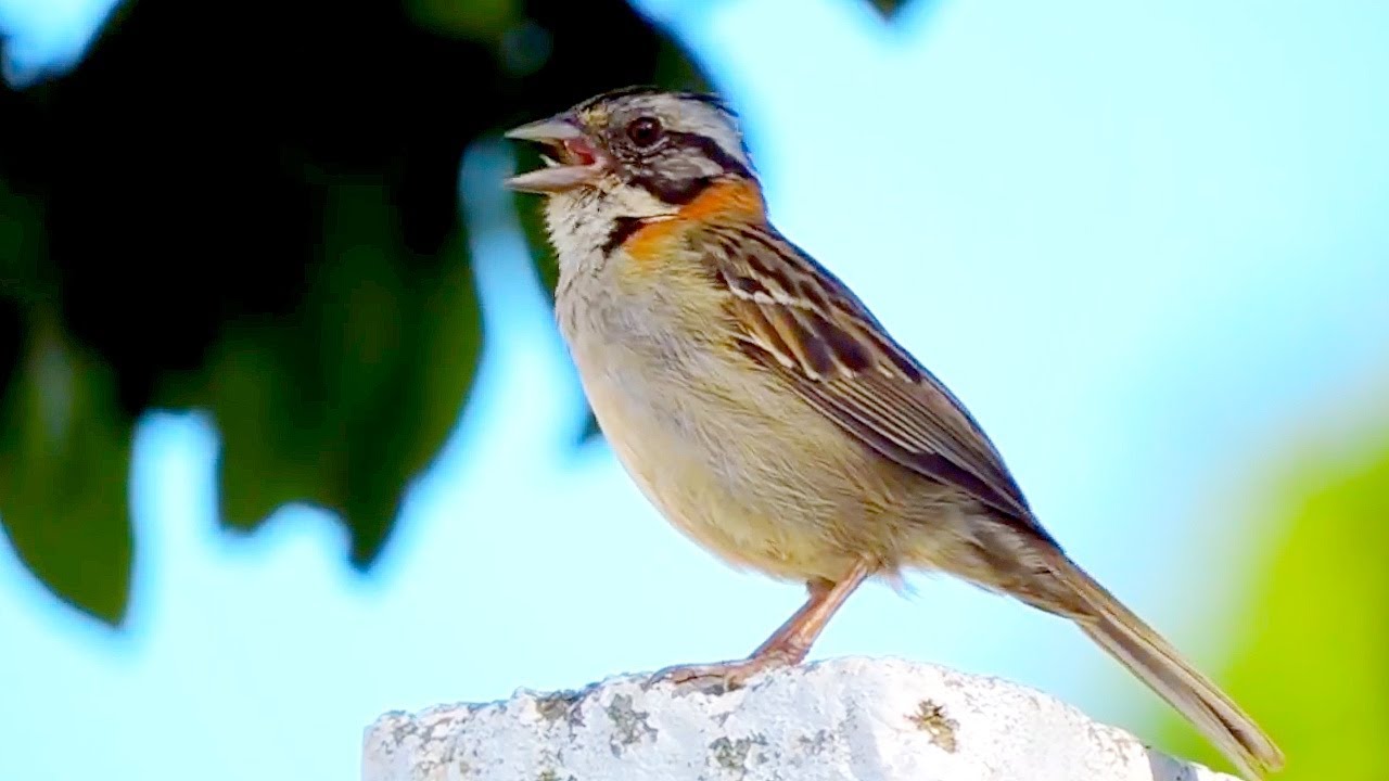 Tico tico cantando ao vivo com voz aguda para foguear seus Ticos ...