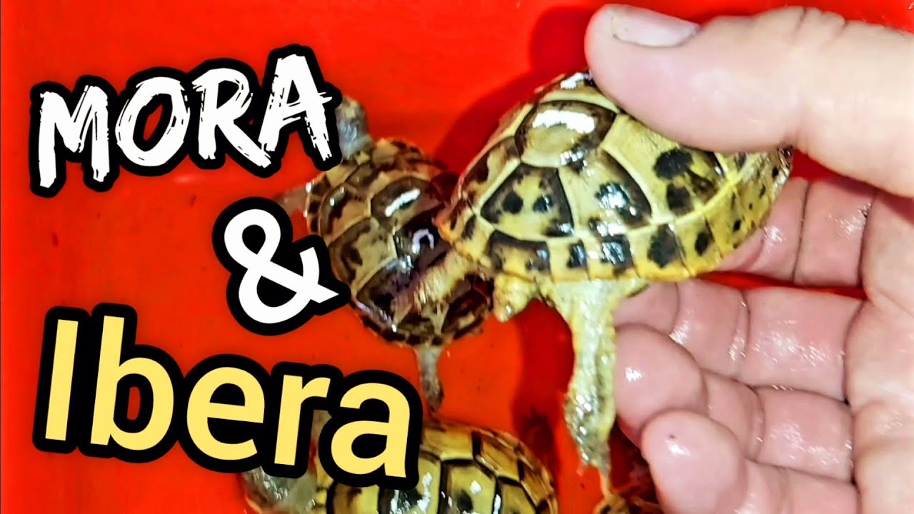 diferencias testudo graeca mora y graeca ibera cites etc - YouTube