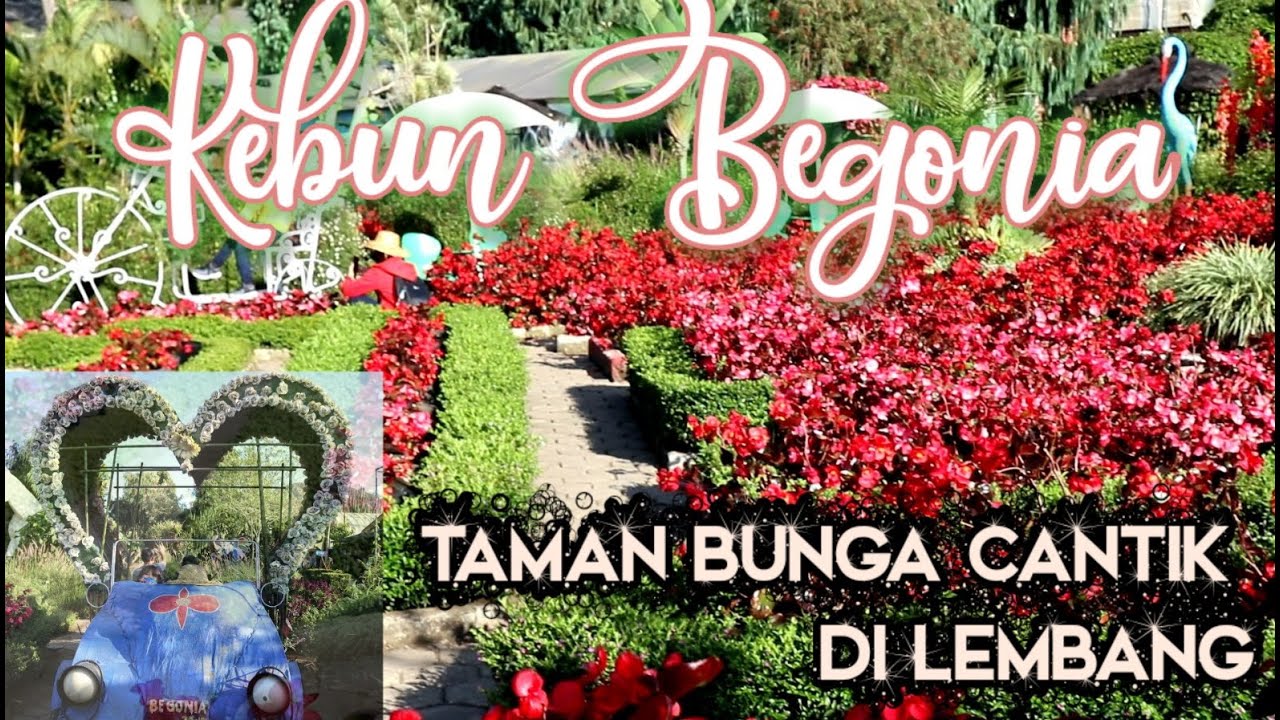 Kebun Begonia Lembang : Taman Bunga Cantik di Bandung - YouTube