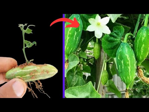 How to grow ivy guard plant from ivy guard //आइवी गार्ड से आइवी गार्ड ...