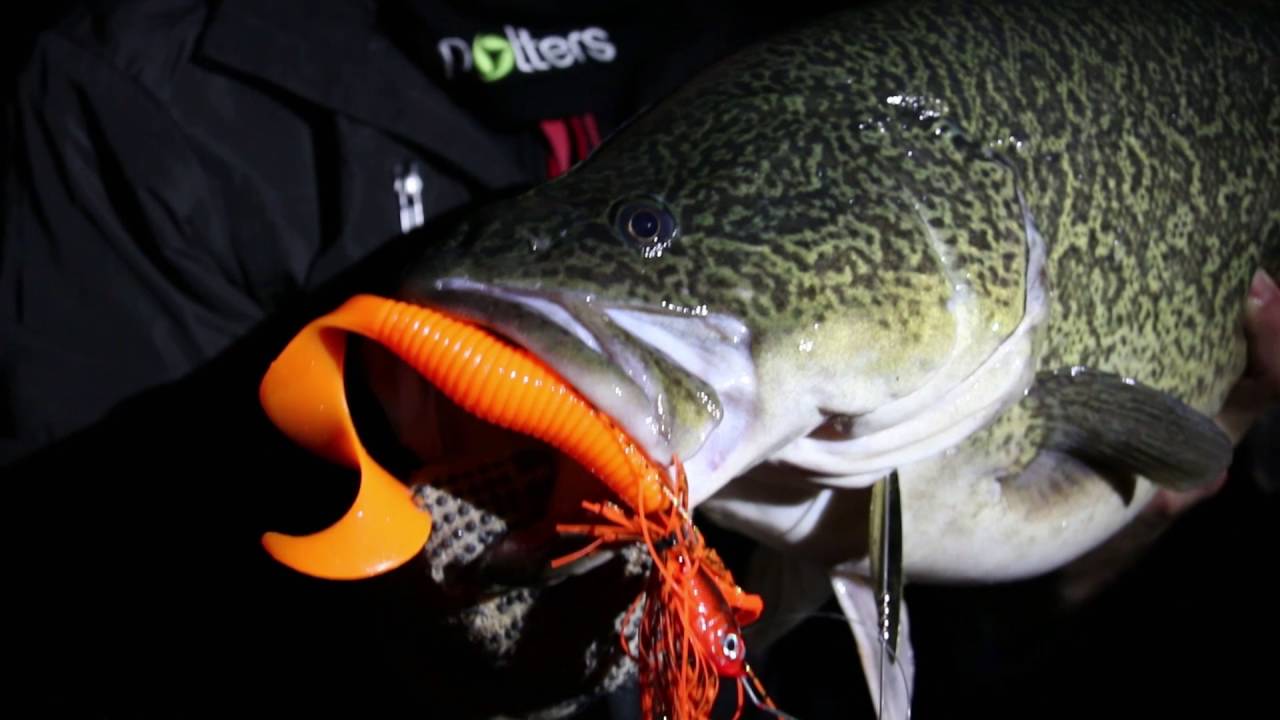 Murray Cod caught casting Mud Guts Big Guts in the Dark - YouTube