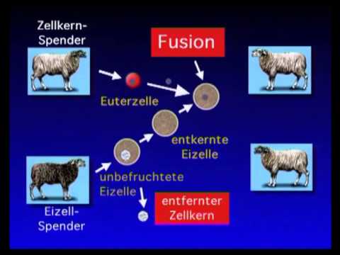 Klonen - Wie Dolly unsere Welt veränderte - YouTube