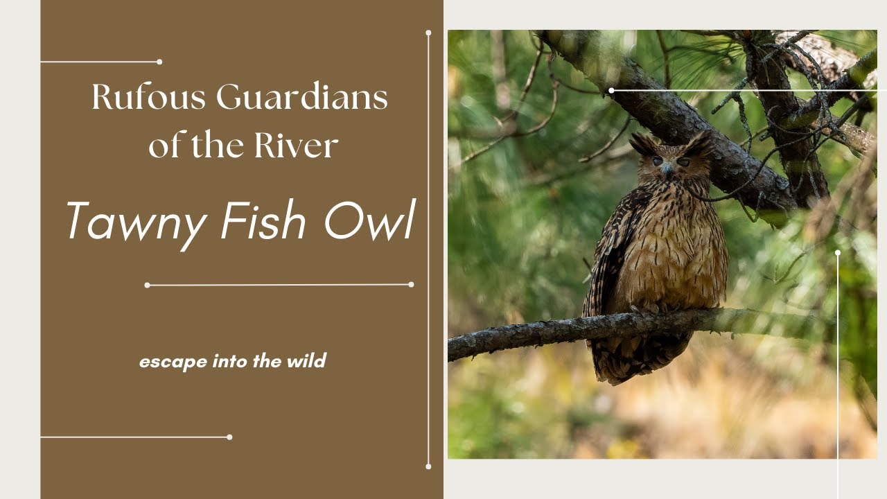 Tawny Fish Owls: Nature's Aquatic Predators #fishowl - YouTube