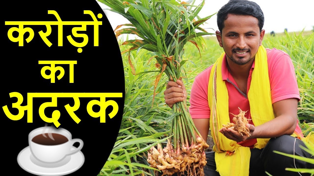 करोड़ों की अदरक खेती | Biggest Ginger Farming in India | AgriBusiness ...