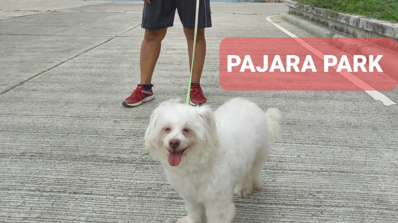 Ang view sa pajara park way gasto hangin kaayo #mandaue#mandauecity # ...