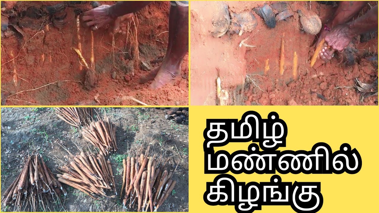 VLOG:Harvesting Palmyra Tuber From Backyard Garden/தமிழ் மண்ணில் ...