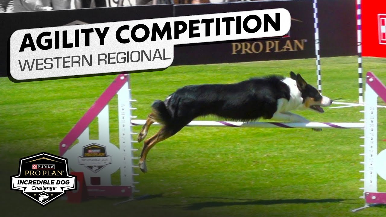 Incredible Dog Challenge: Large Dog Agility Western Regional | NBC ...