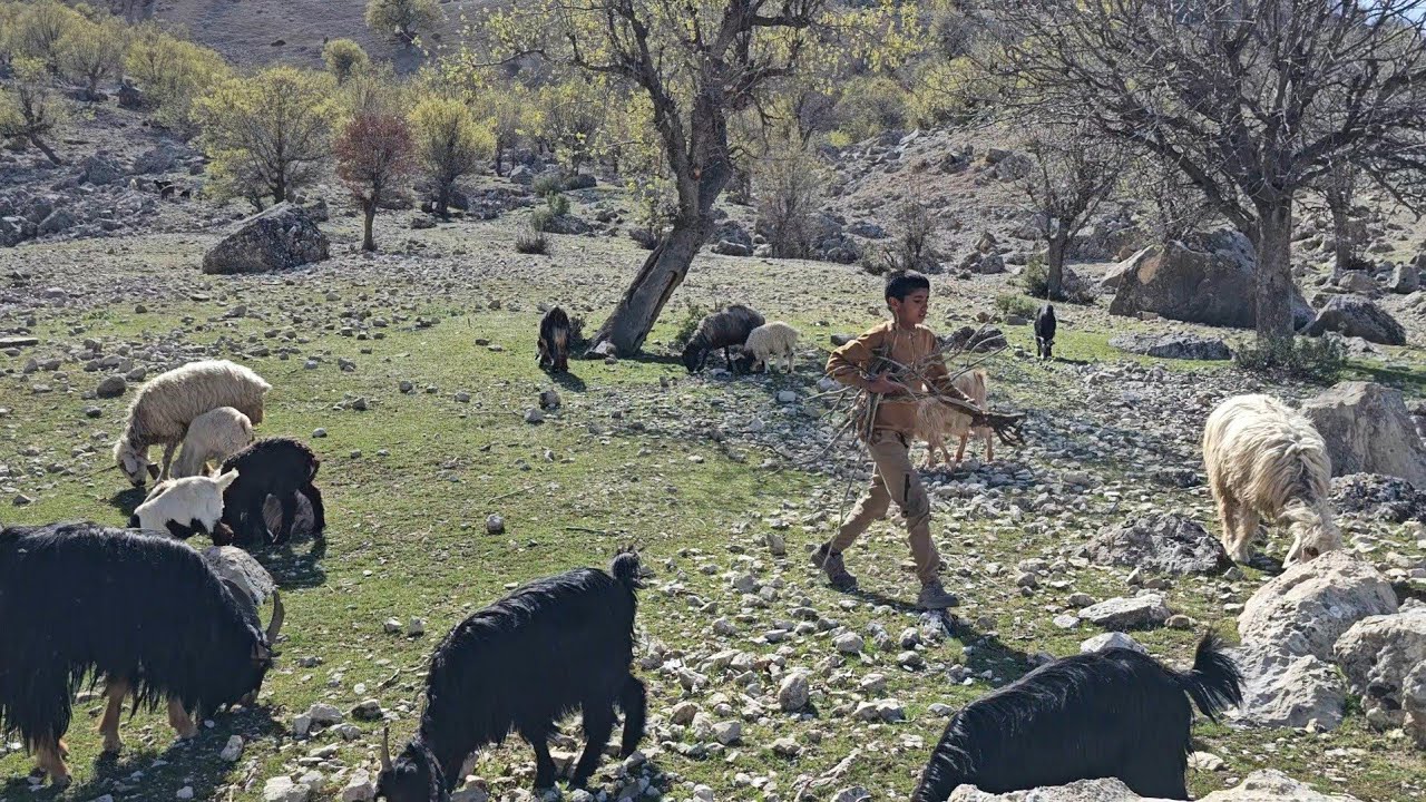 Hard nomadic life: in the mountains, an exciting adventure with sheep ...