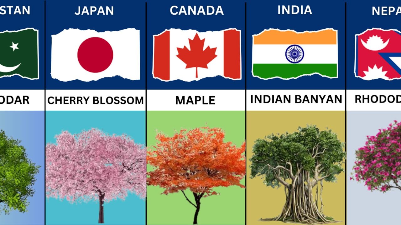 National Tree From Different Countries - YouTube
