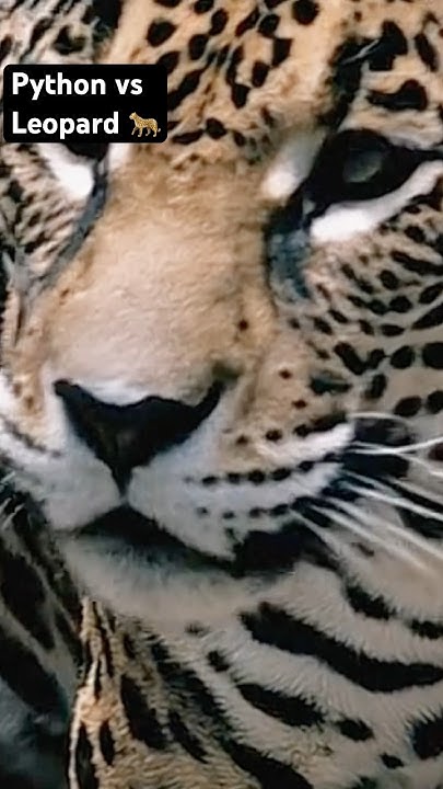 Pythons and Leopards #python #leopard -#animals #animalworld #anime # ...