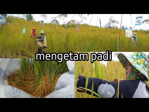 masa untuk mengetam padi kawan🙂🙂 #padibukit #kampung - YouTube