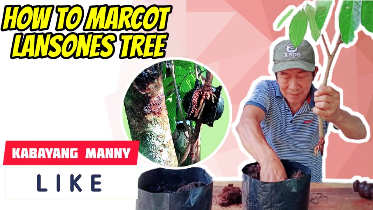 How to Marcot Lansones or Lanzones Tree - YouTube