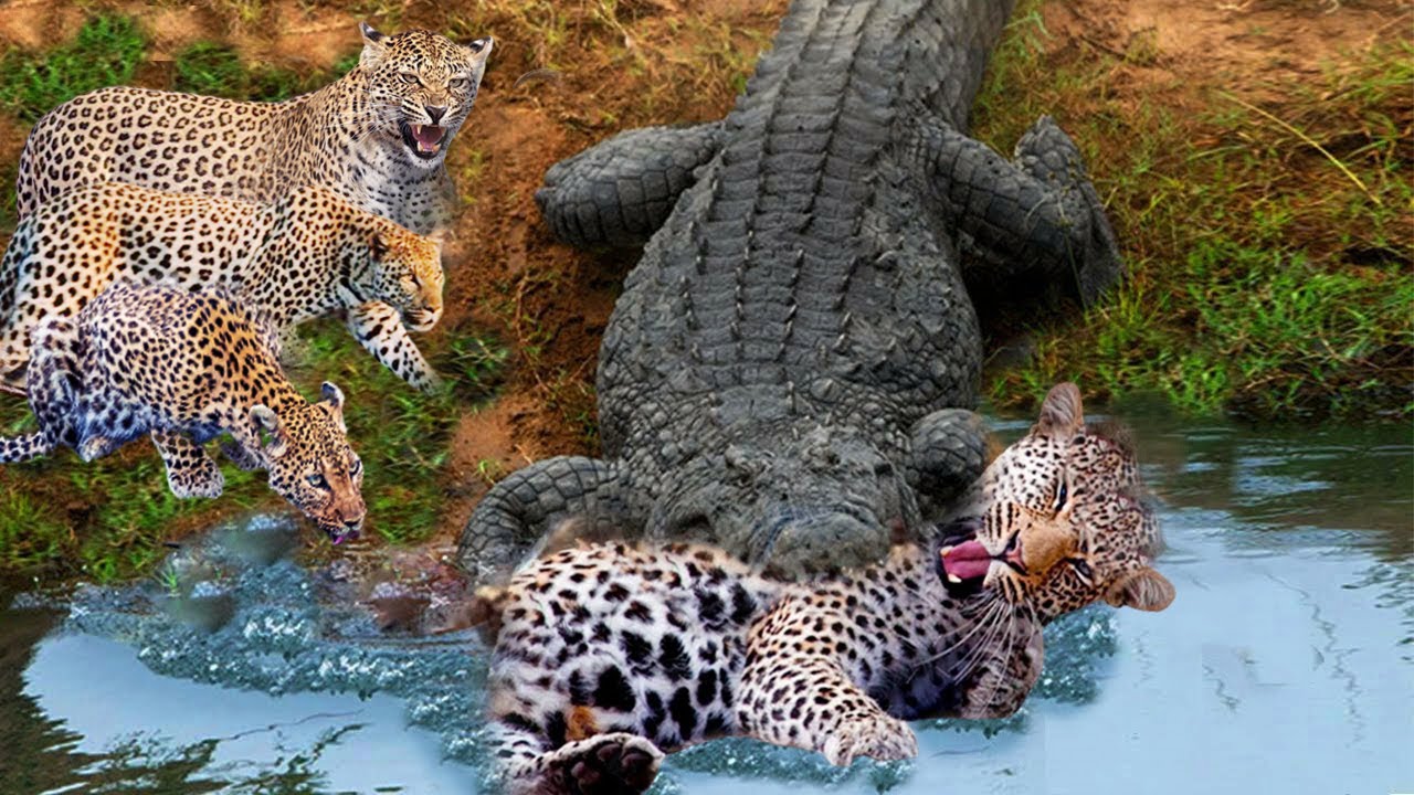 Leopard Family Hunting Crocodile But Suddenly Crocodile Killed The ...