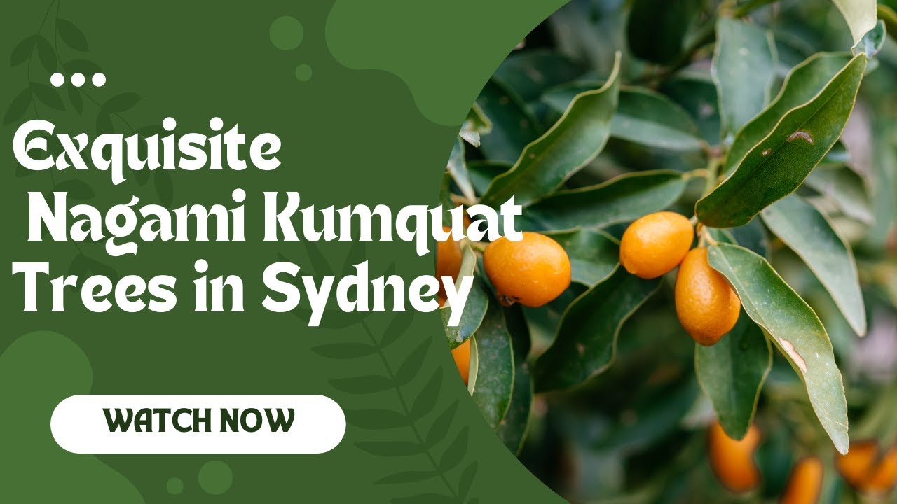 Exquisite Nagami Kumquat Trees in Sydney - YouTube
