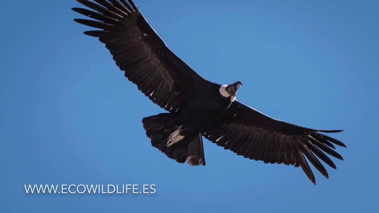 PERÚ:EL BRUTAL VUELO DEL CONDOR - YouTube