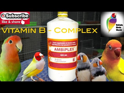 Why and When we should provide Vitamin B-Complex to Birds. Know before ...