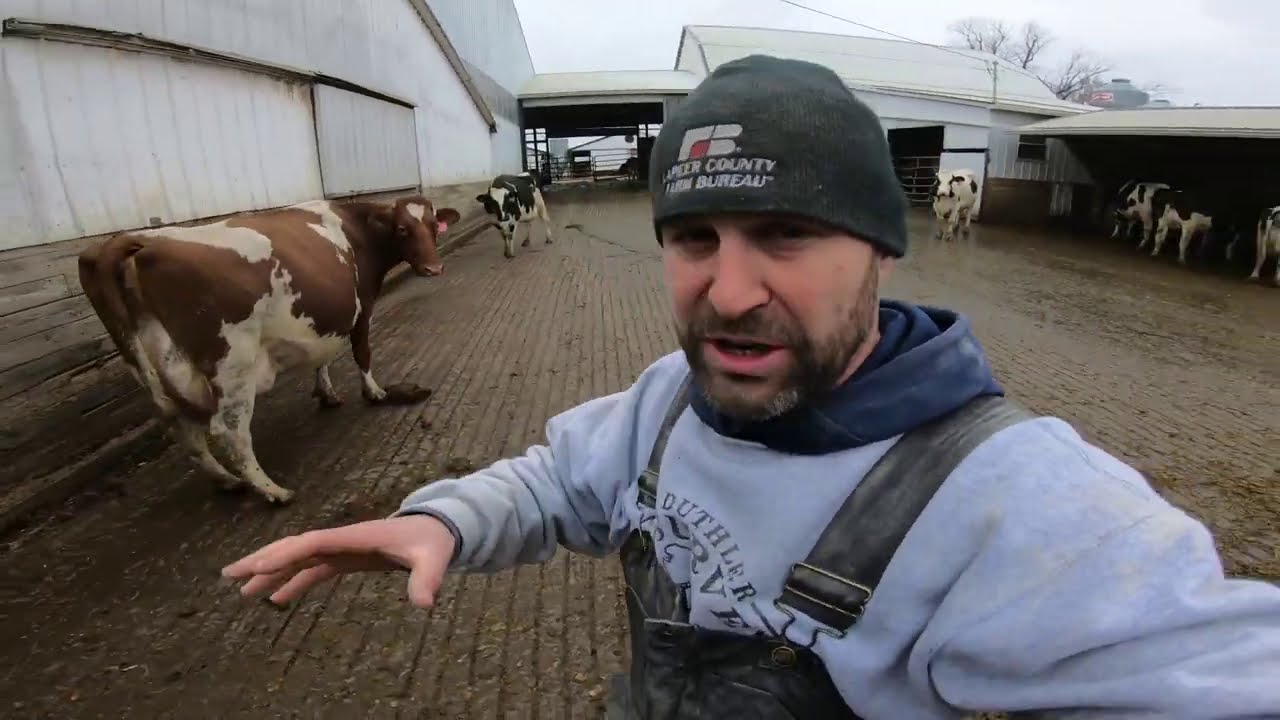 Aggresive Cow Demands More Feed! - YouTube